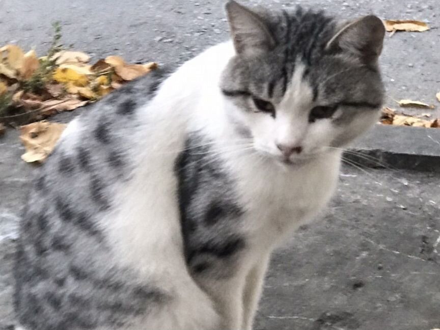 Котик в дар