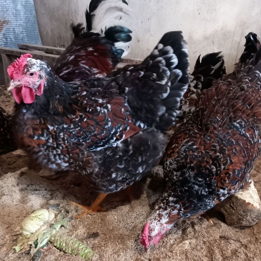 Яйцо, инкубационное. Ливенская- ситцевая