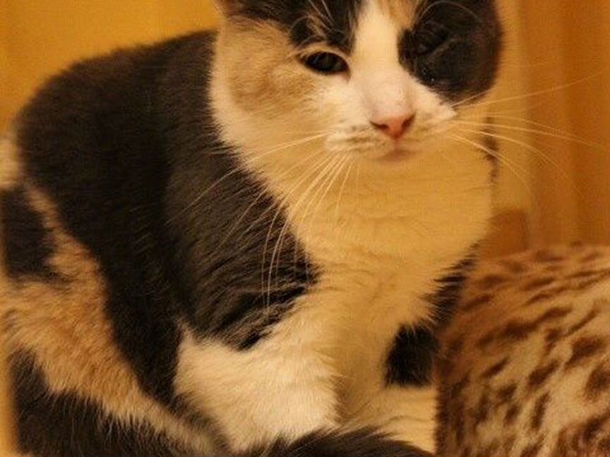 Кошка не для всех, особенная