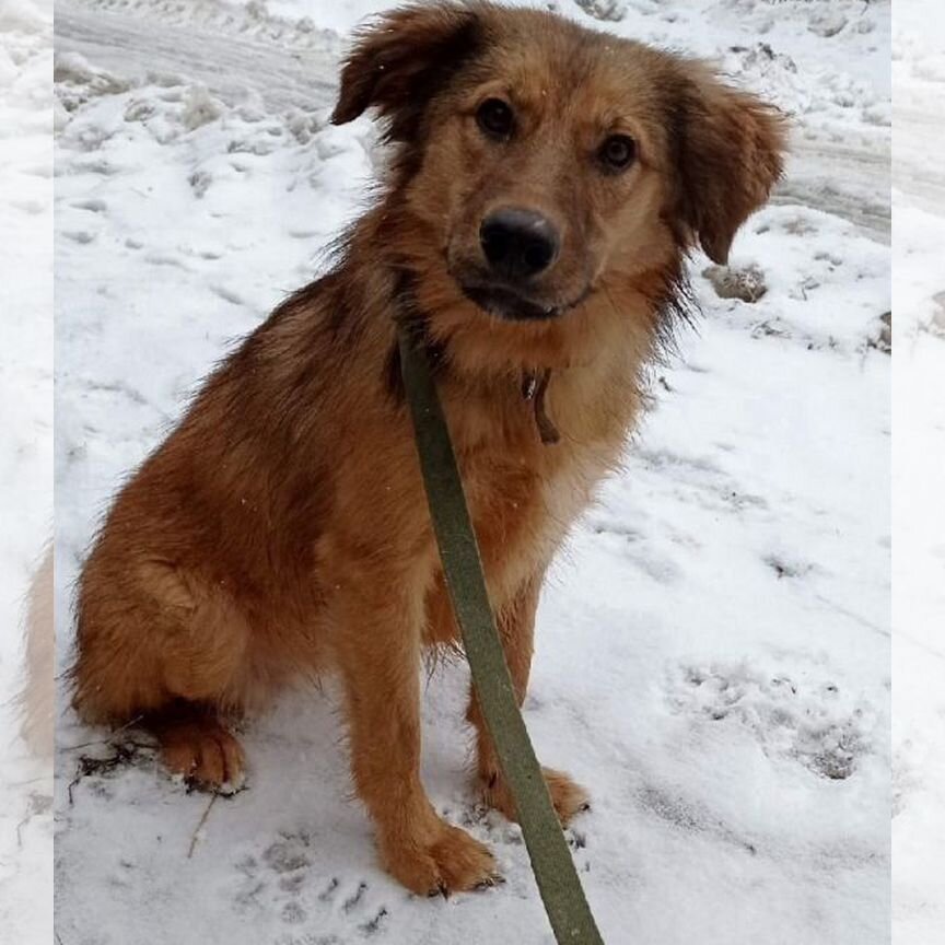 Взрослая собака в добрые руки