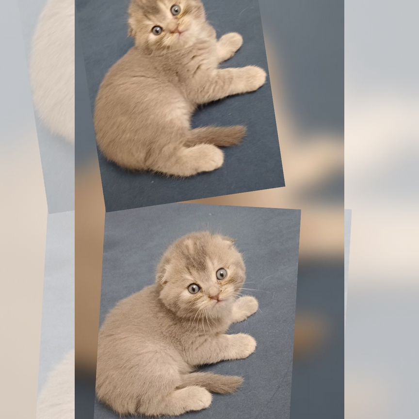 Шотландский вислоухий короткошёрстный котёнок
