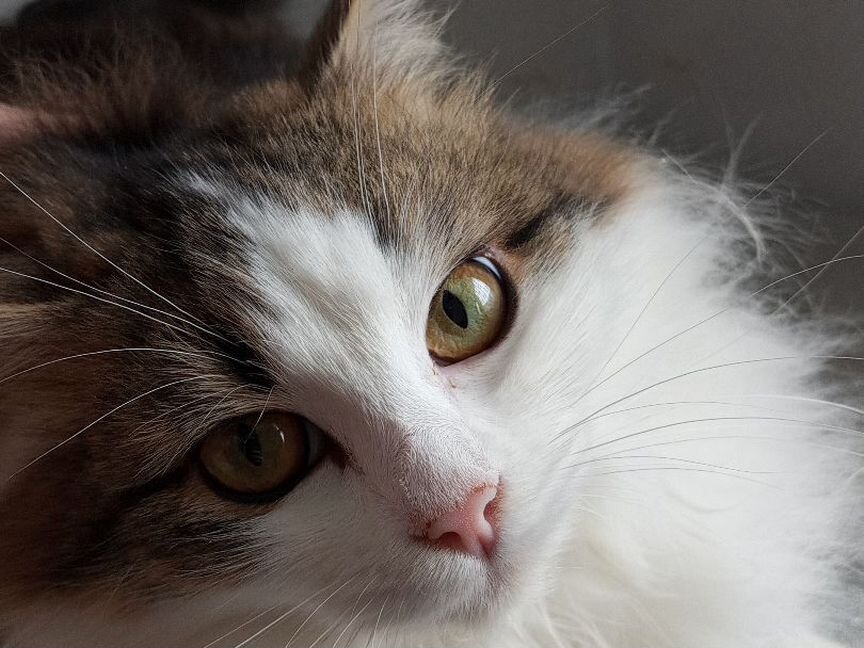 Миниатюрная кошка