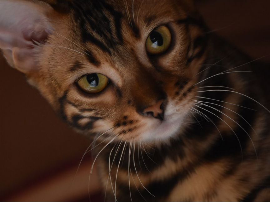 Бенгальская девочка