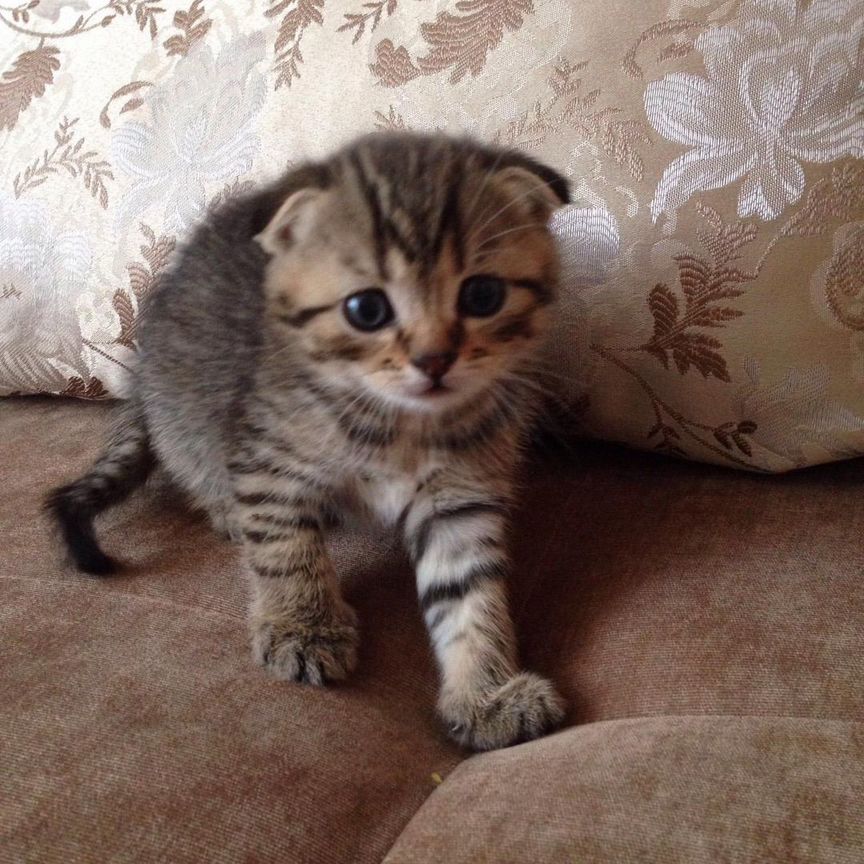 Шотландские котята