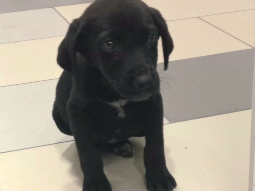 Щенки мелкой собаки, помесь