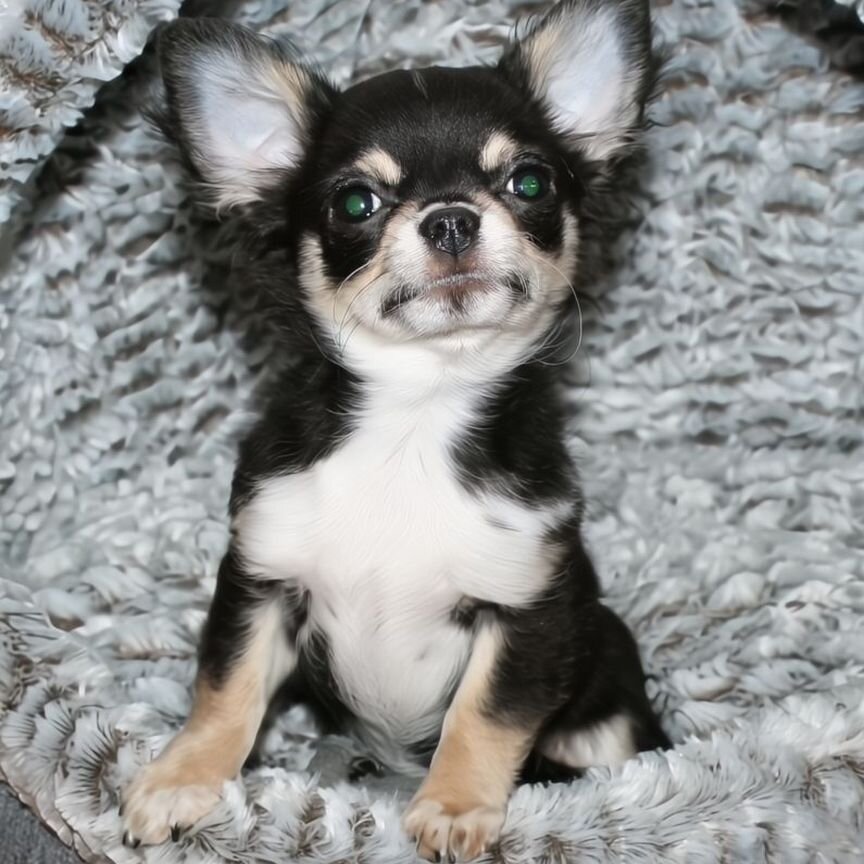 Чихуахуа, щенок