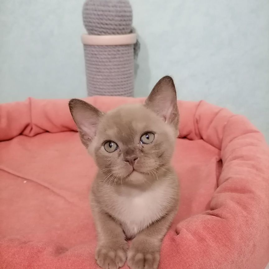 Ласковые котята европейской бурмы