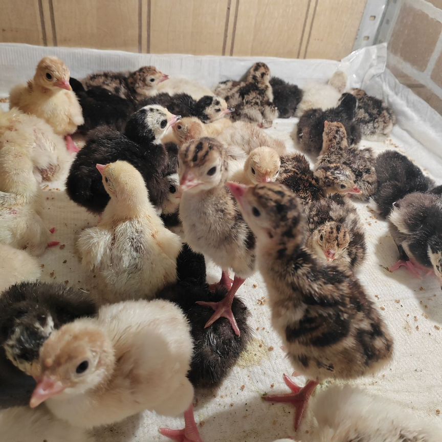 Индюшата средний кросс Микс