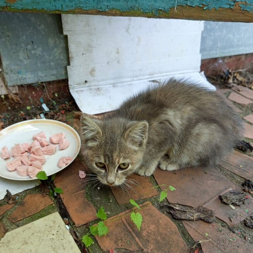 Котята
