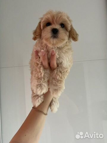 Мальтипу ф1 нежная девочка ваниль карамель