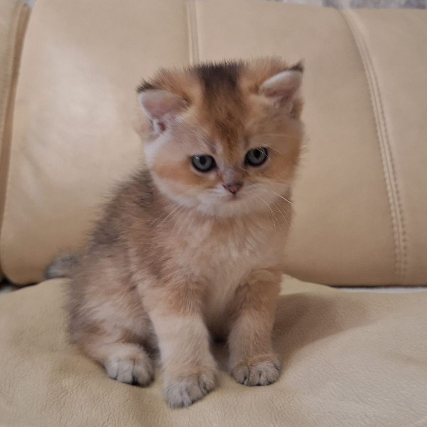 Британская золотая шиншилла