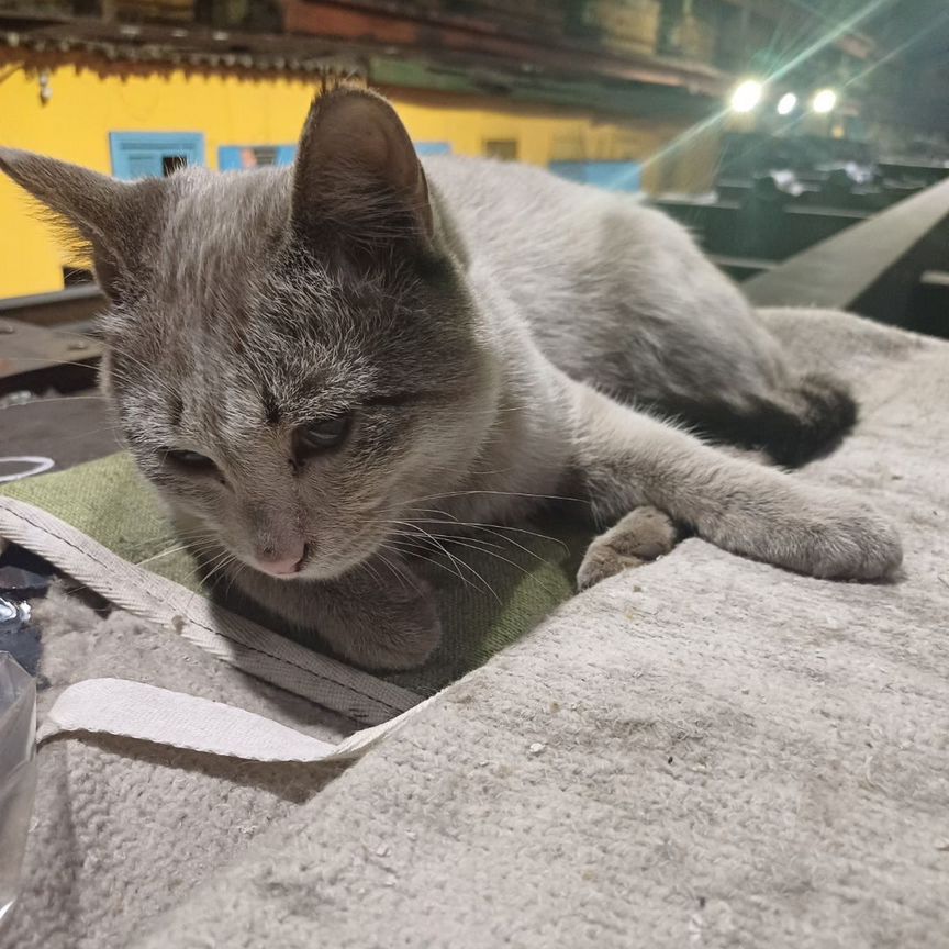 Молодой котейка-бесплатно