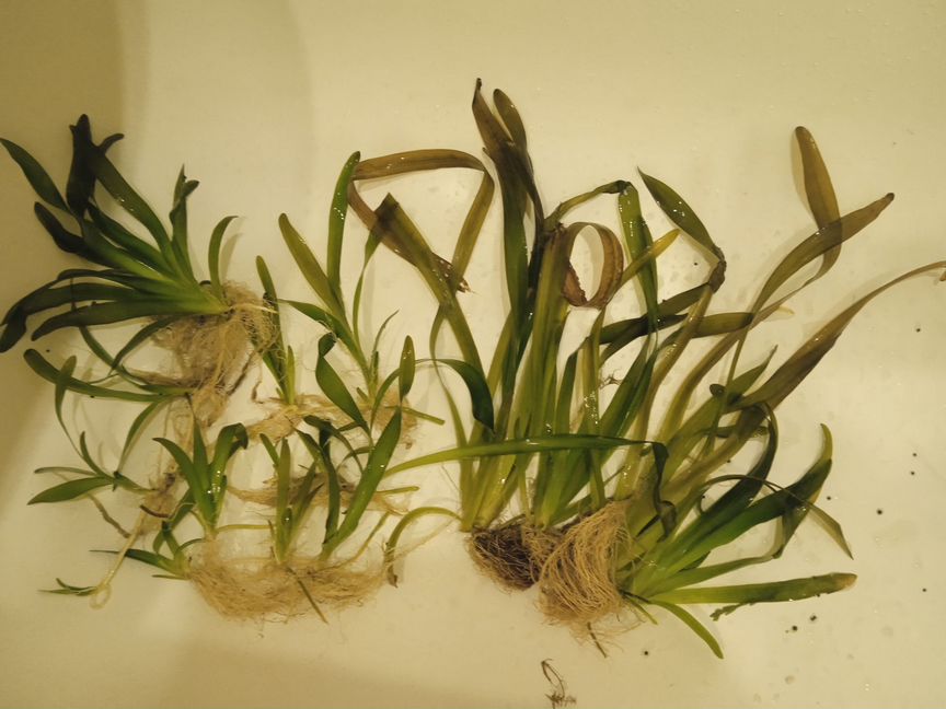 Прополка аквариумных растений