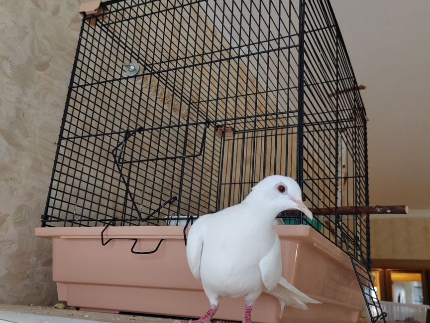 Смеющаяся горлица