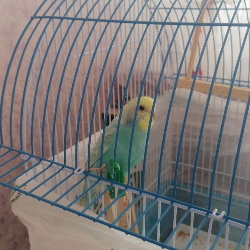 Волнистый попугай с клеткой