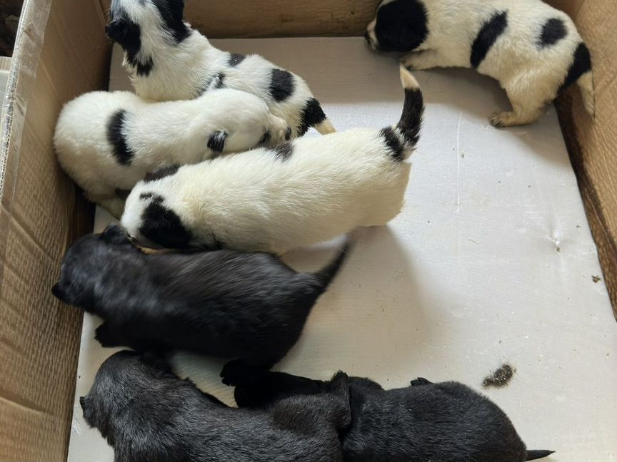 Щенки бесплатно