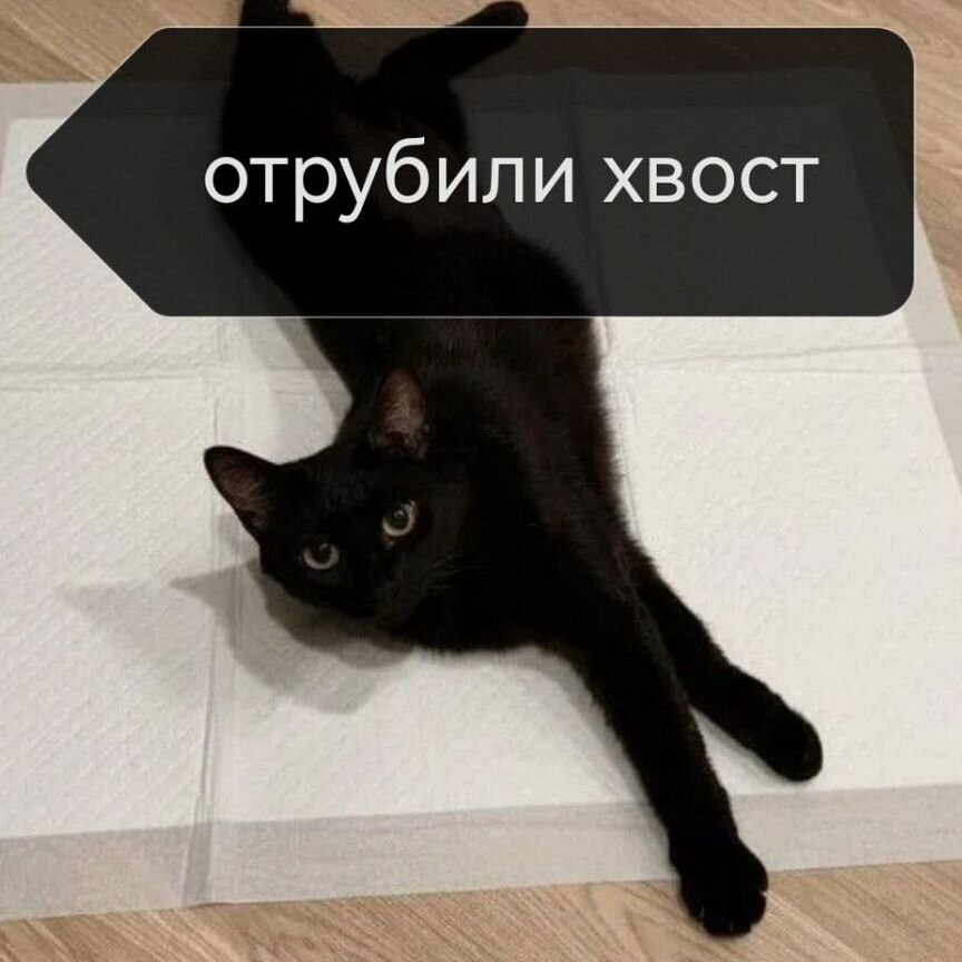 Взрослая, кошка в добрые руки