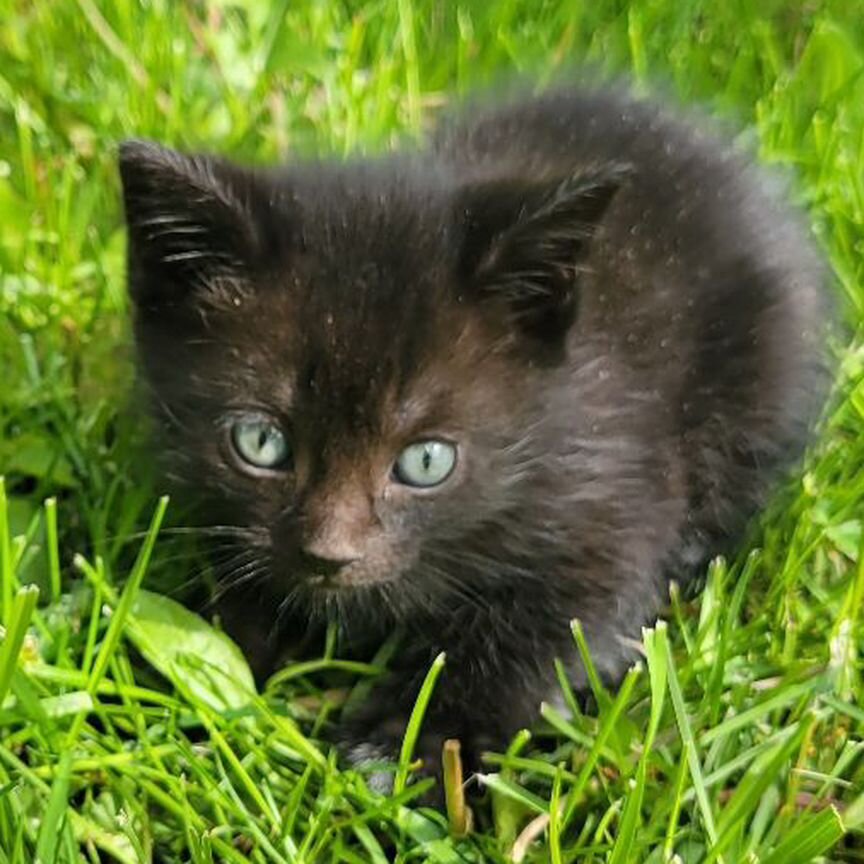 Котёнок в добрые руки