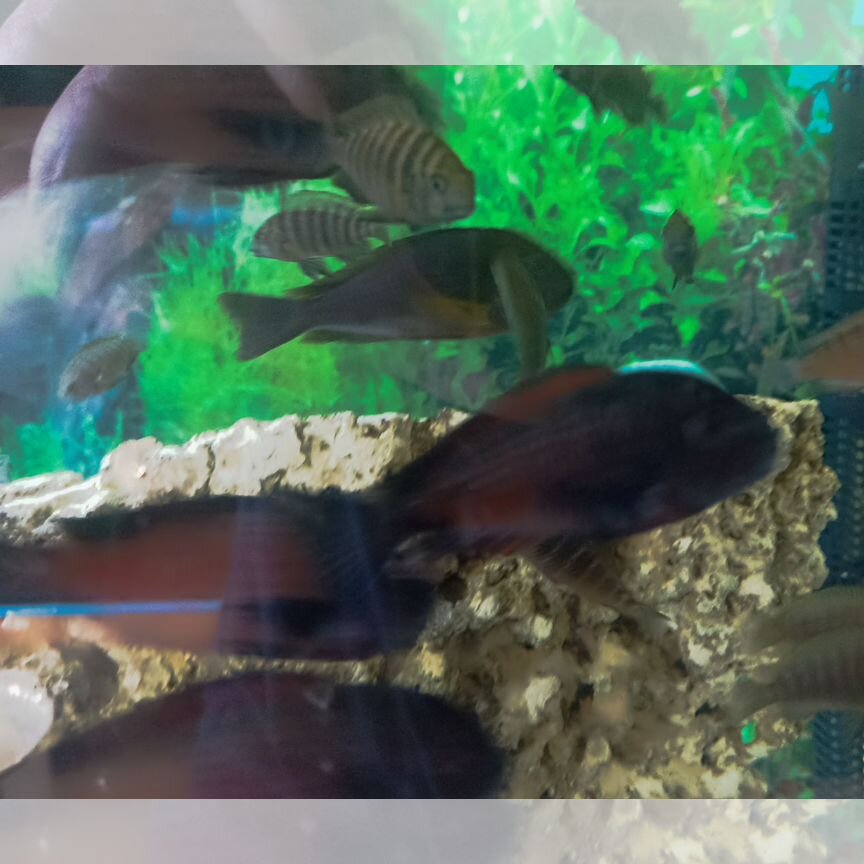 Аквариумные рыбки