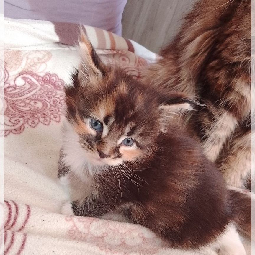 Кошка мейкун