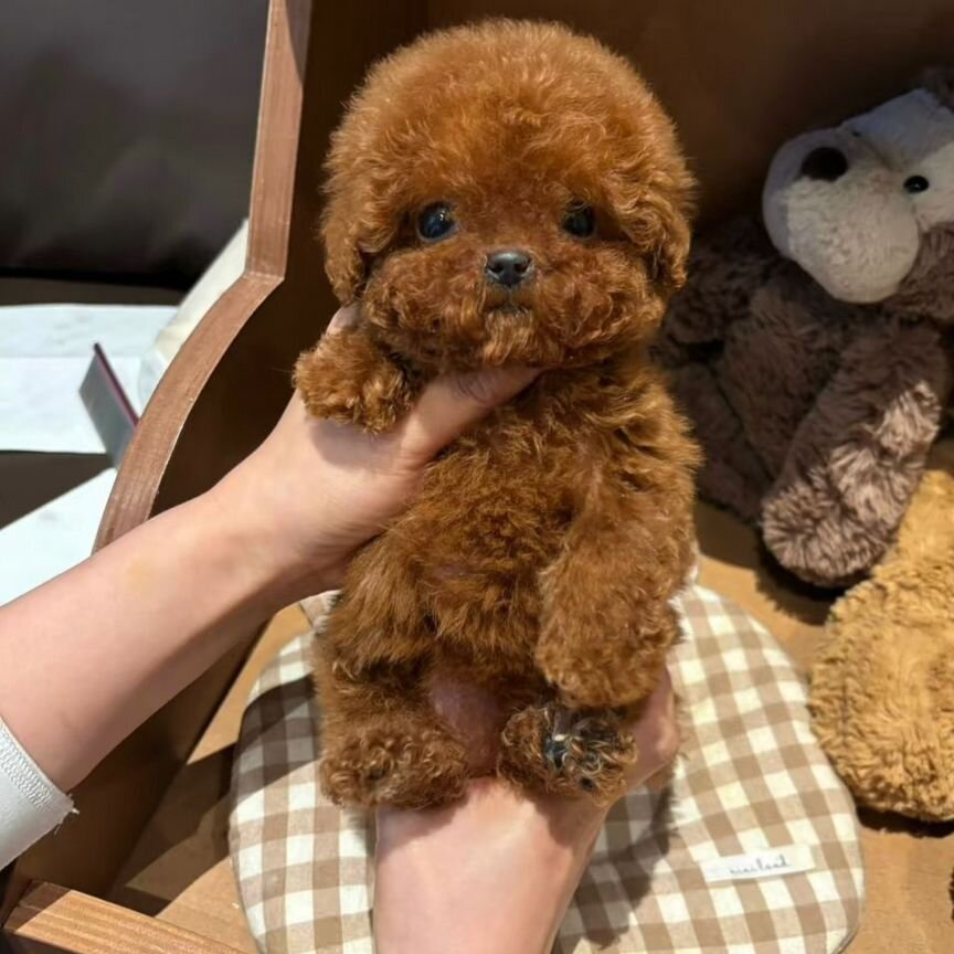 Мальтипу, щенок