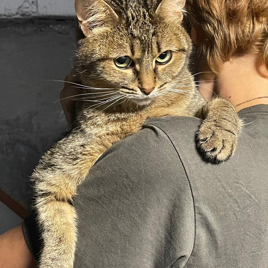 Кошка живет в клетке больше года