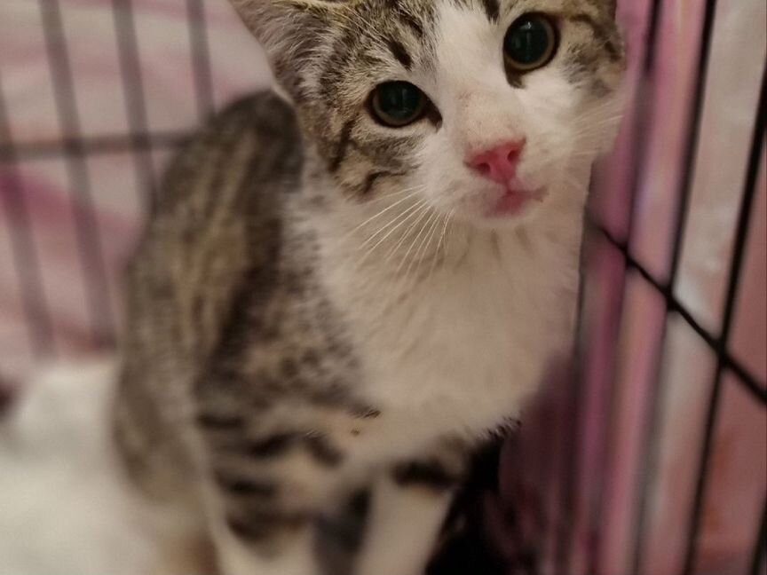 Котенок живет в клетке
