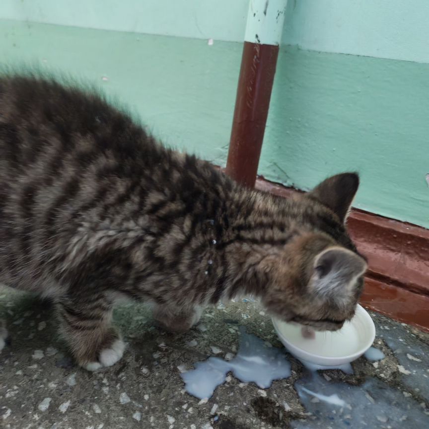 Котёнок в добрые руки