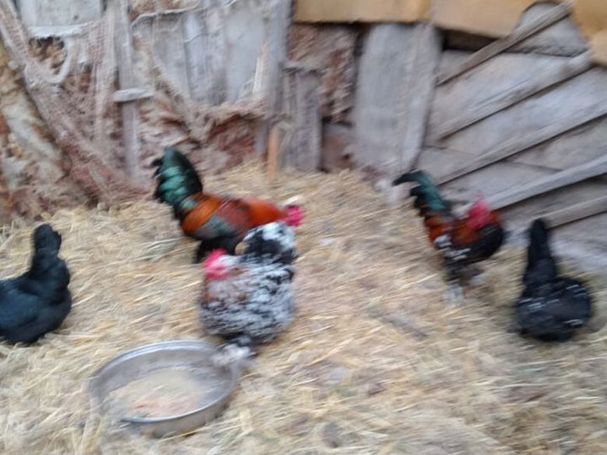 Декоративные карликовые куры