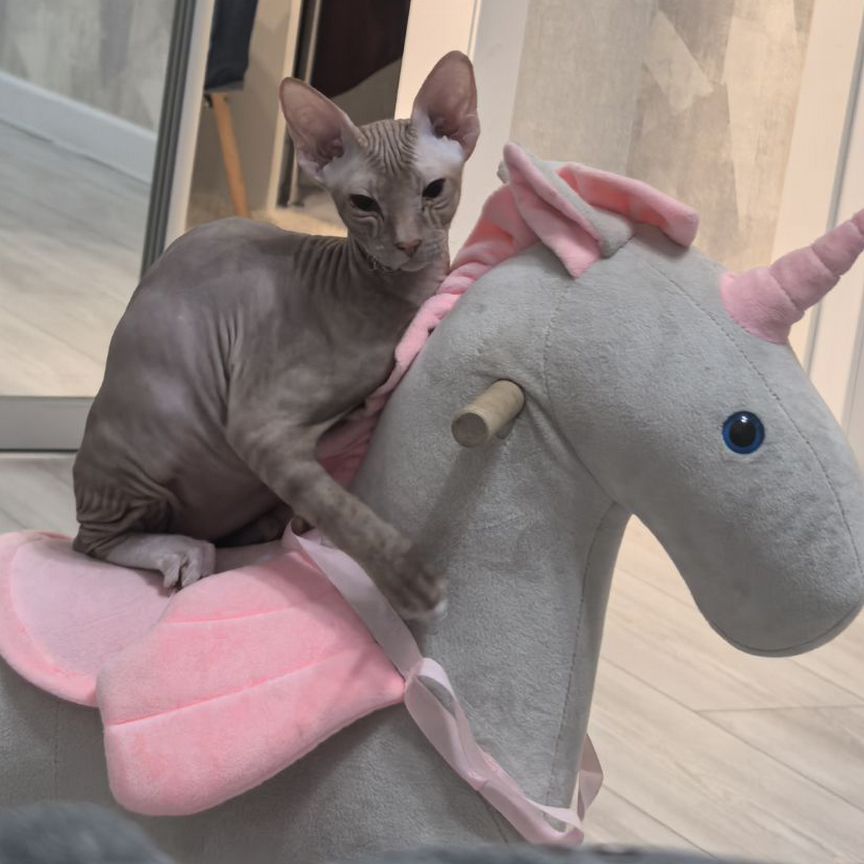 Донской сфинкс котёнок