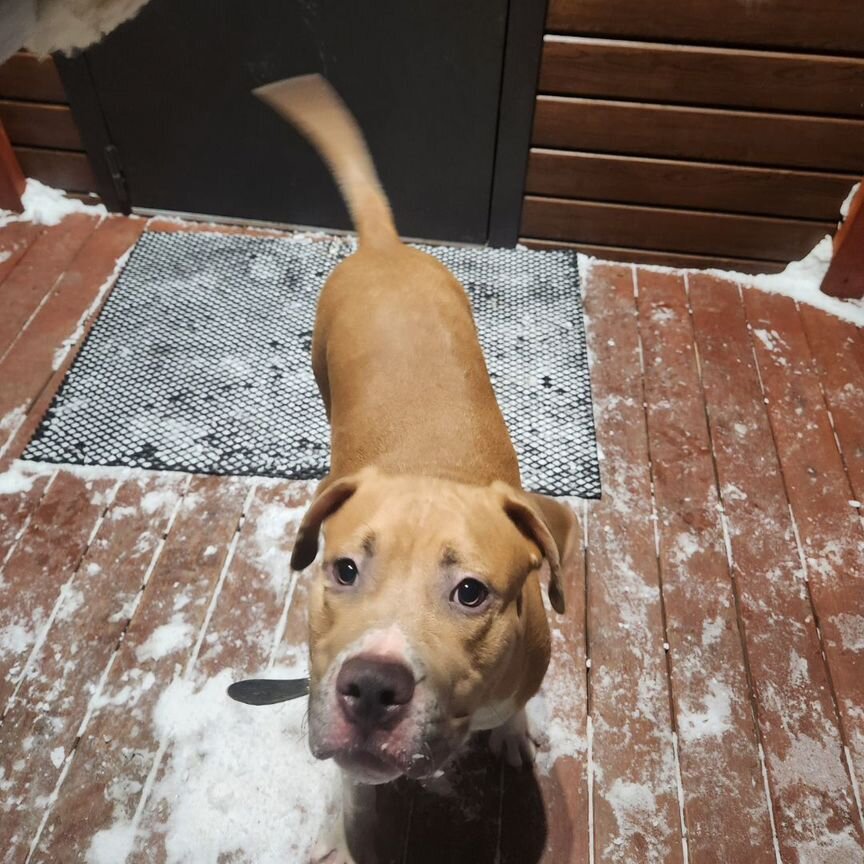 Американский стаффордширский терьер, щенок