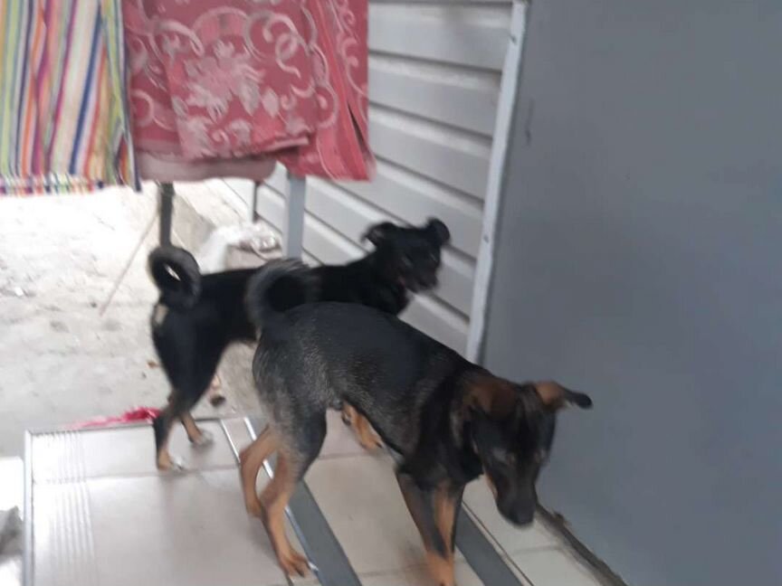 Мама чиха папа тойчик