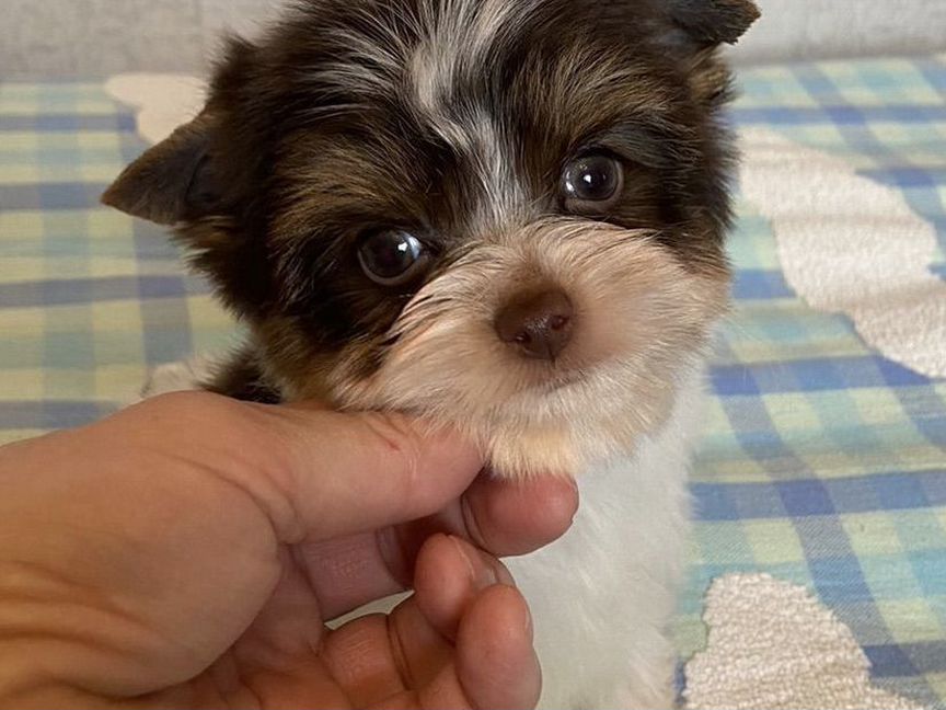 Биро йорк маленький мальчик