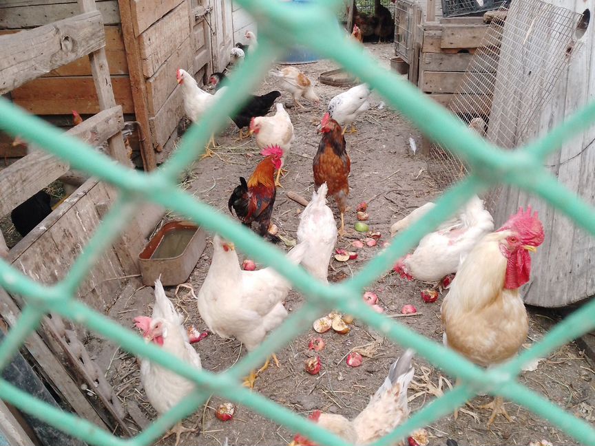 Куры несушки домашние