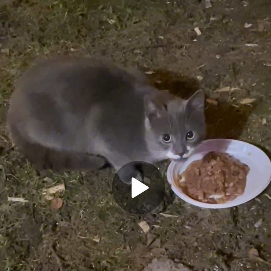 Котенок ищет дом