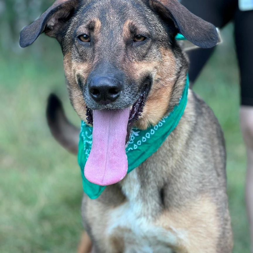 Пёс Август в добрые руки