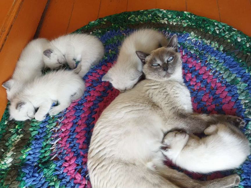 Сиамские котята бесплатно. Отдам в добрые руки