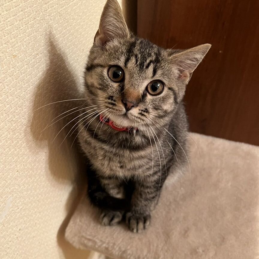 Котик в добрые руки