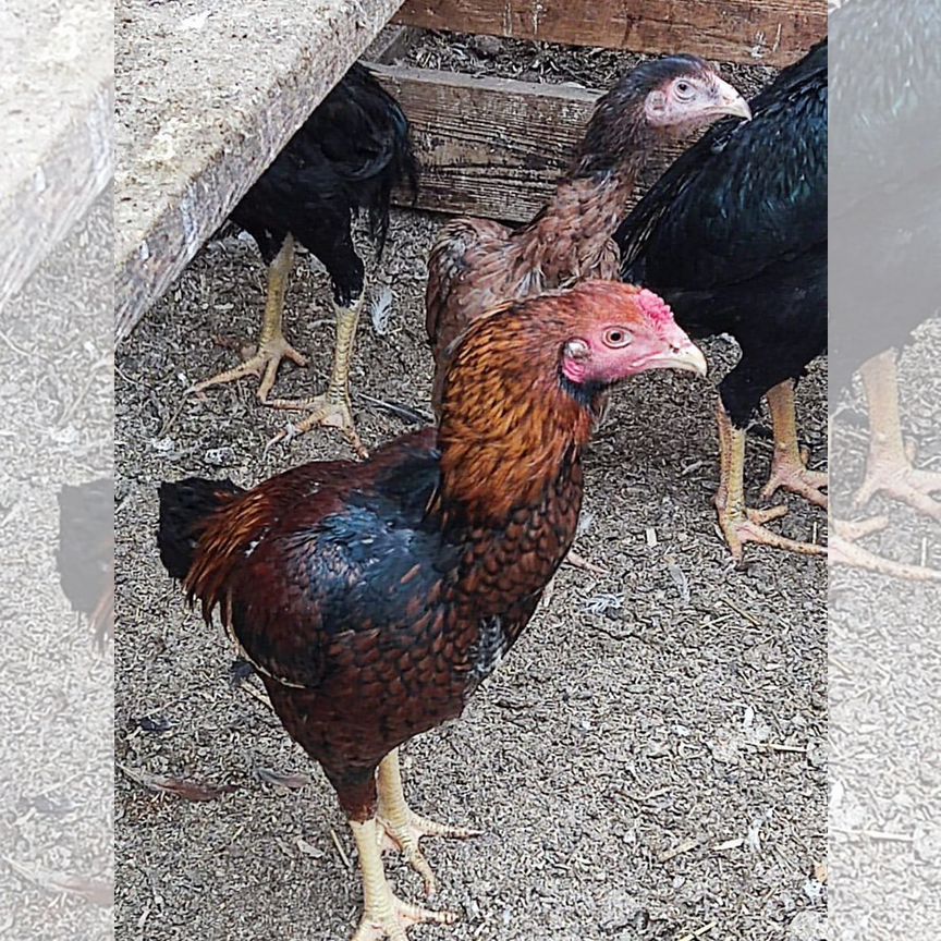 Шамо питух и курица