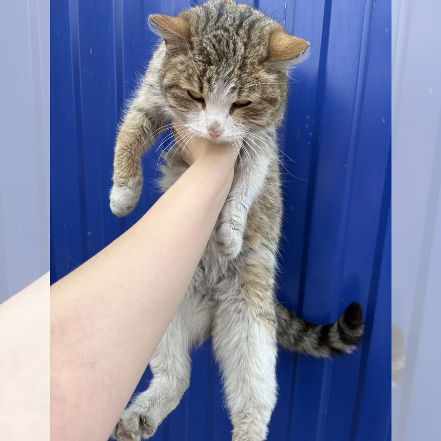 Взрослый кот в добрые руки