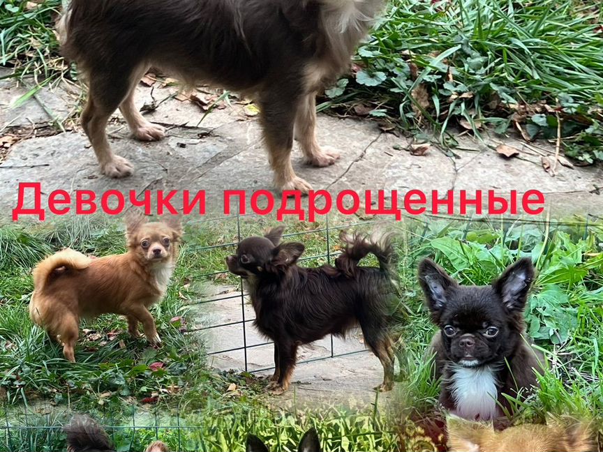 Чихуахуа подрощенные девочки