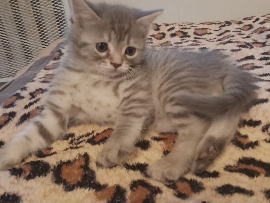 Котёнок