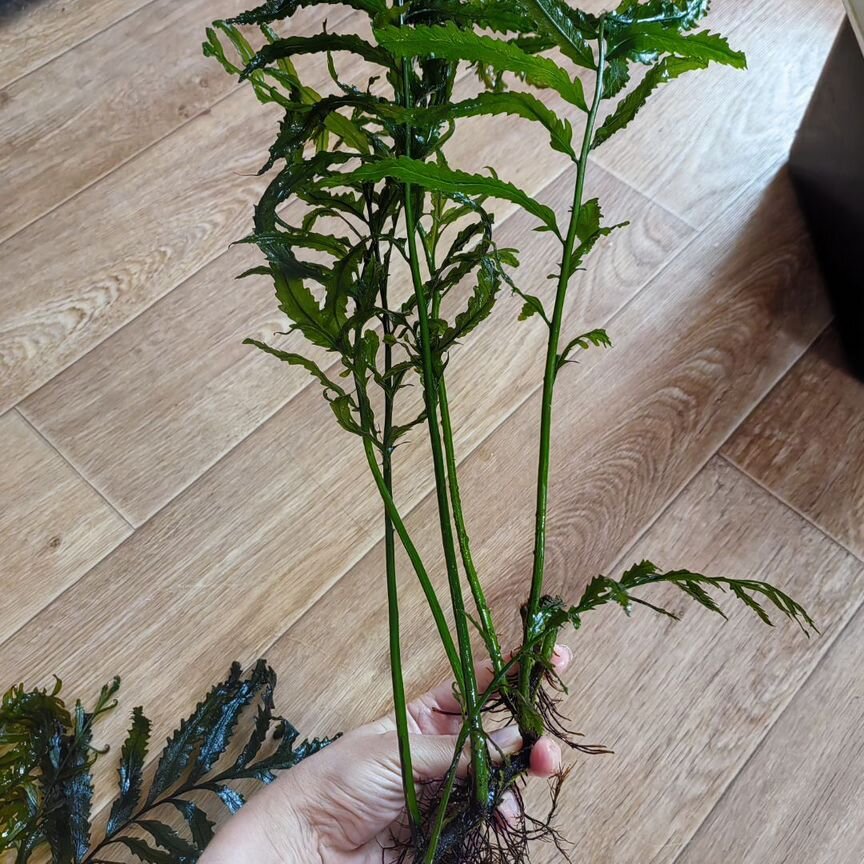 Папоротник болбитис