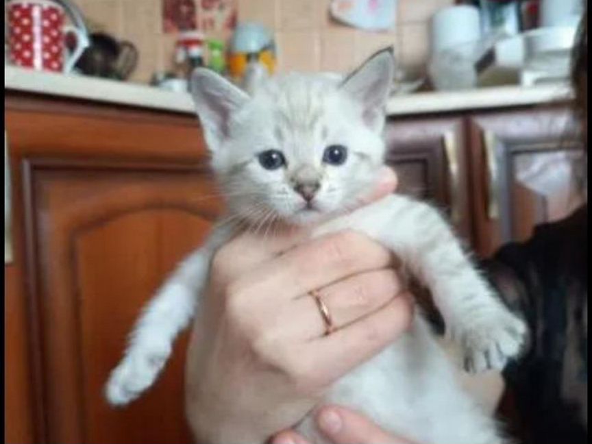 Бенгальские котята
