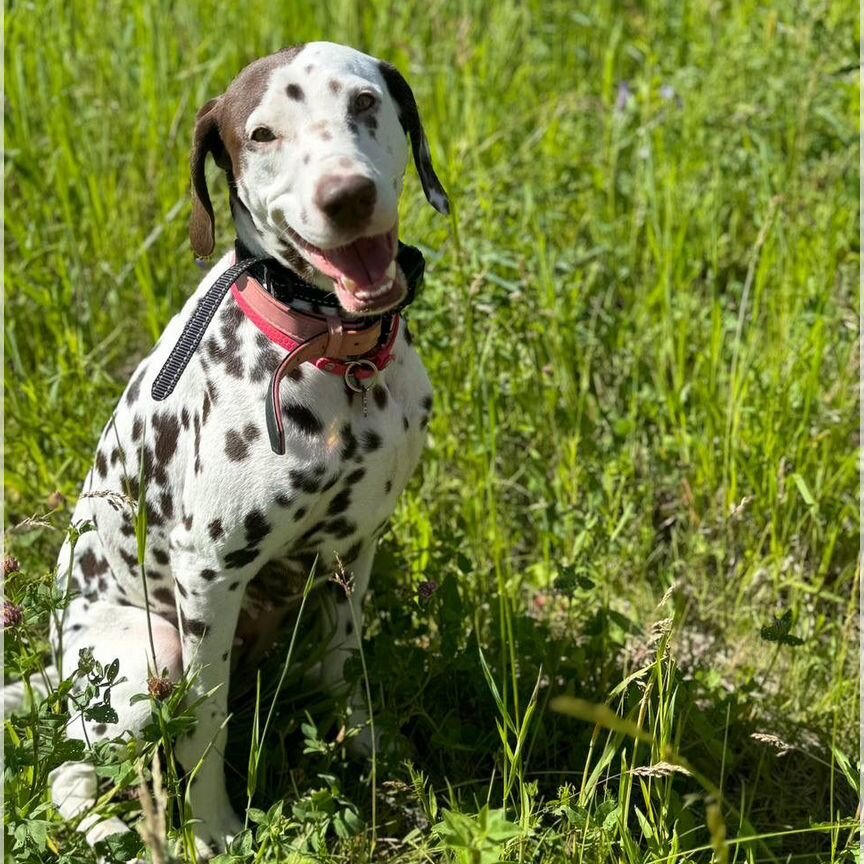Далматин, взрослая собака