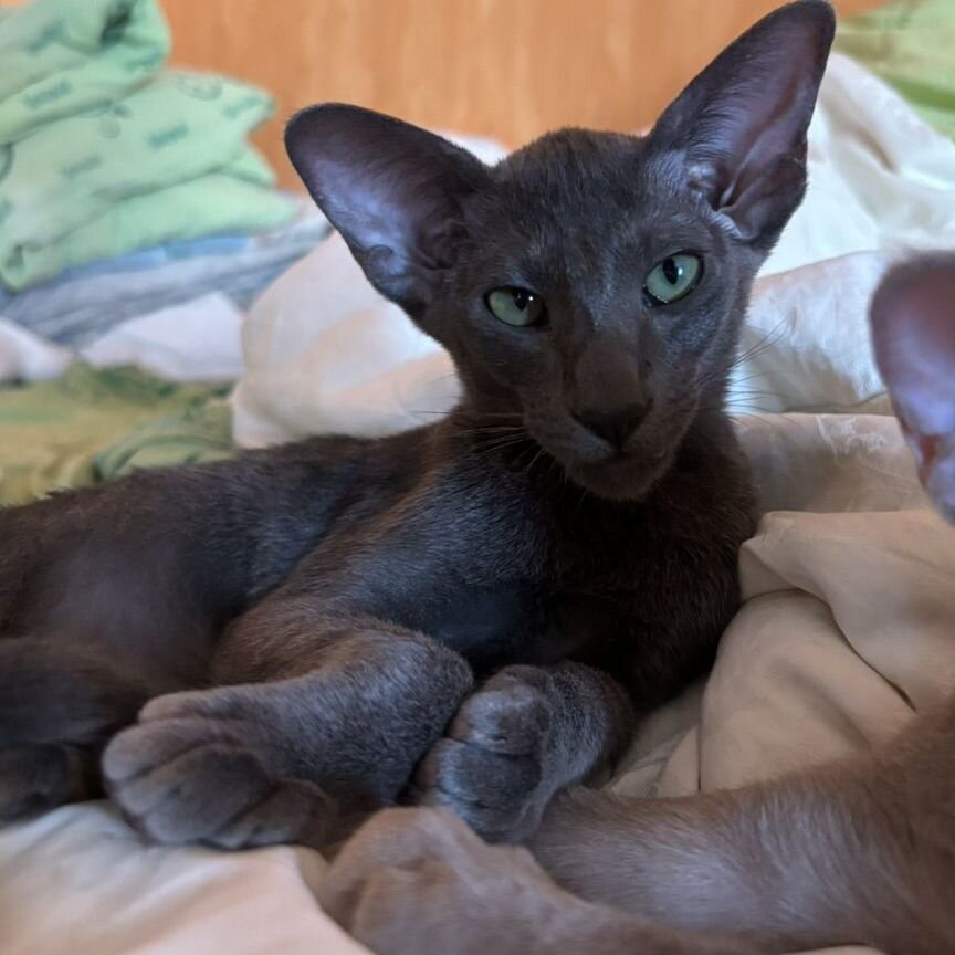 Ориентальная кошка голубая