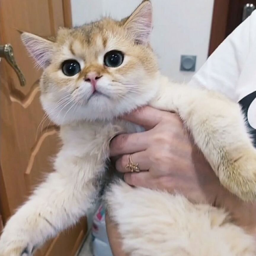 Котёнок британская золотая шиншилла с родословной