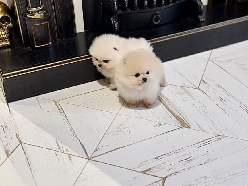 Мальчишки микро мини померанский шпиц