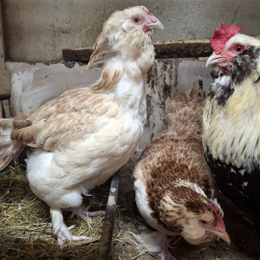 Курицы несушки