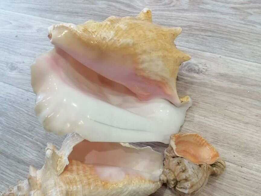 Рапаны из карибского бассейна